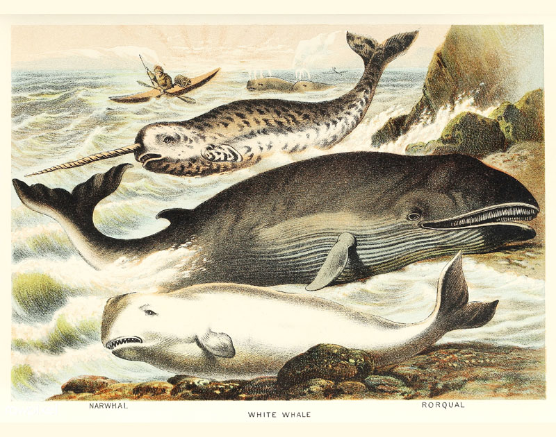 San Francisco Moby-Dick Marathon Reading Lecture Series 2022 - Fort ...